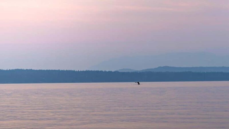 Campbell River: Sunset Salish Sea Whale Watching Tour - A Detailed Look at the Experience