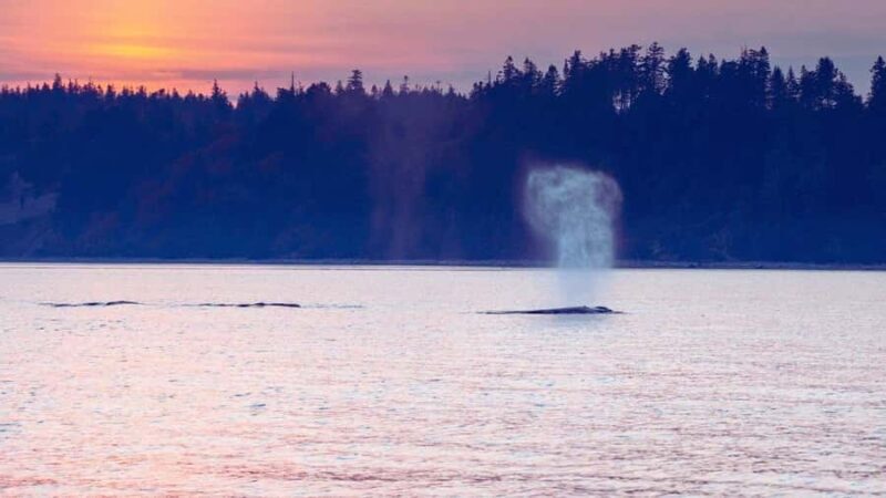 Campbell River: Sunset Salish Sea Whale Watching Tour - Final Thoughts
