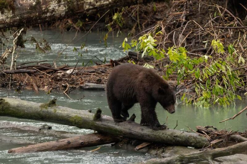 Campbell River: Toba Bears and Wilderness Grizzly Bear Tour - Practical Tips for the Trip