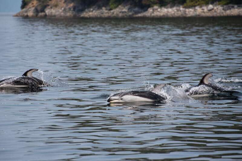Campbell River: Whale Watching and Wildlife Viewing Day Tour - An In-Depth Look at the Experience