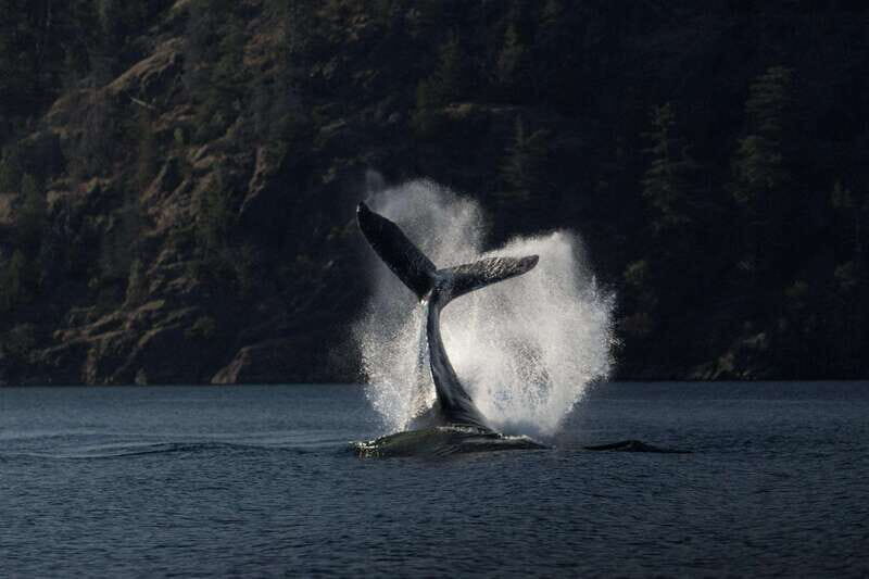 Campbell River: Whale Watching and Wildlife Viewing Day Tour - FAQ