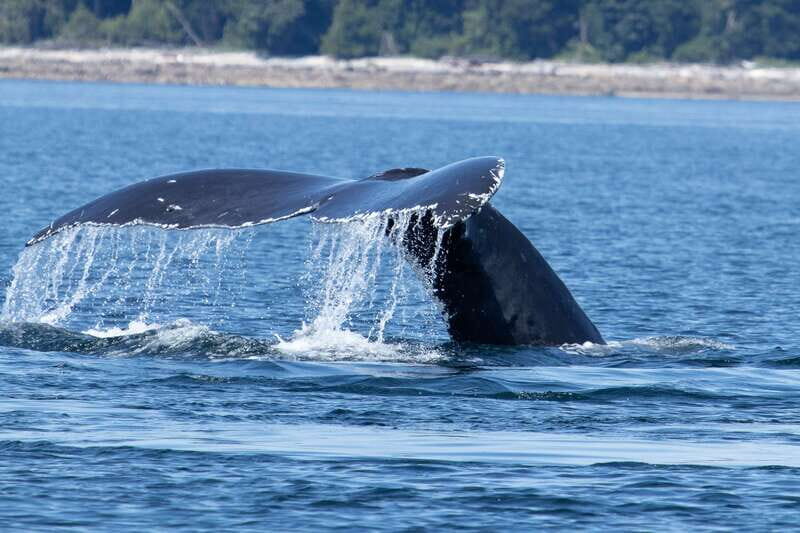 Campbell River: Whale Watching Cruise with Lunch - Discovering Campbell River: Whale Watching Cruise with Lunch