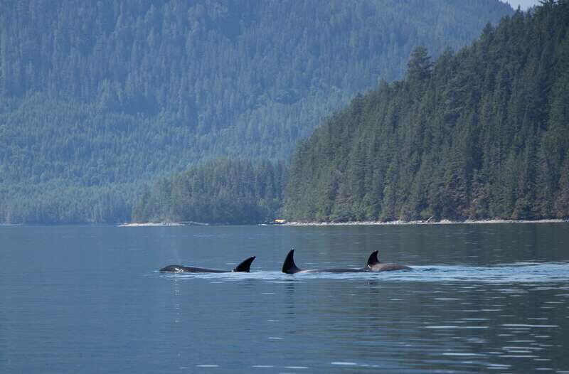Campbell River: Whale Watching Cruise with Lunch - Key Points