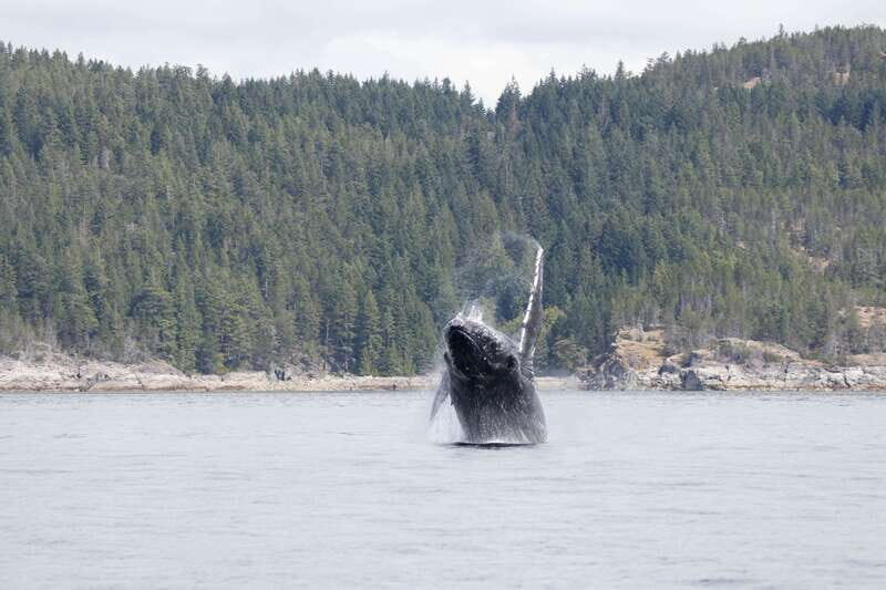 Campbell River: Whale Watching Cruise with Lunch - The Itinerary in Detail