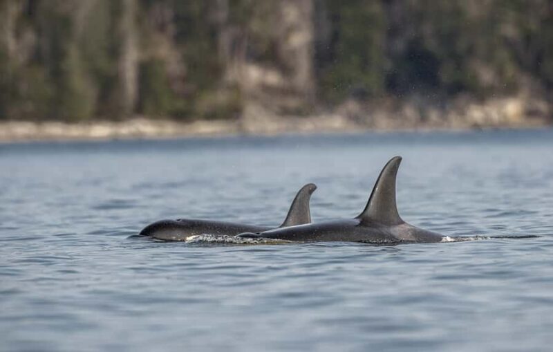 Campbell River - Whale watching: Family & budget-friendly - An Authentic and Accessible Marine Adventure in Campbell River