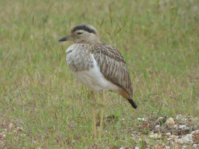 Campeche: Palenque, Sabancuy, & Palizada 2-Day Tour - The Sum Up: An Authentic Nature-Focused Adventure