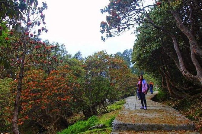 Camping in Chopta - 1 night - The Details That Matter: A Thorough Breakdown