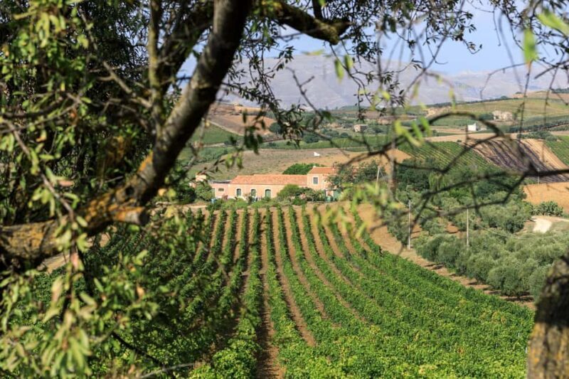 Camporeale: Sallier de La Tour Wine Discovery Tour - An In-Depth Look at the Sallier de La Tour Experience