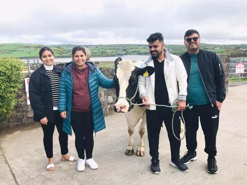 Campview Farm, Ballyshannon: Cuddle a Cow Experience - Key Points
