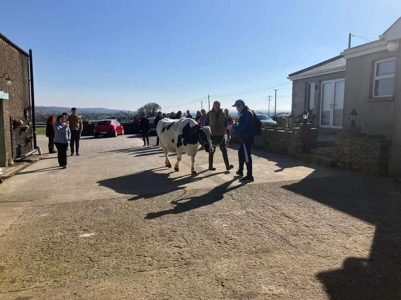 Campview Farm, Ballyshannon: Cuddle a Cow Experience - FAQ