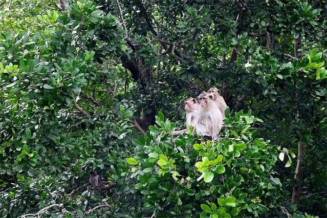 Can Gio Forest day trip by speedboat - An In-Depth Look at the Tour Experience