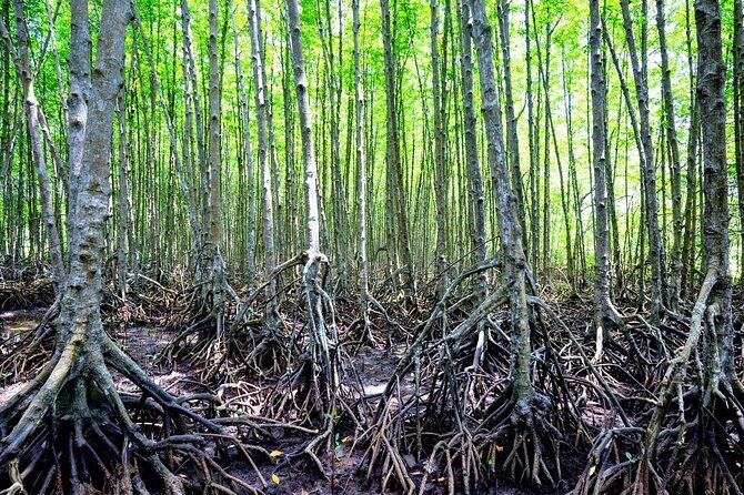Can Gio Mangrove Forest 1 day tour - The Sum Up