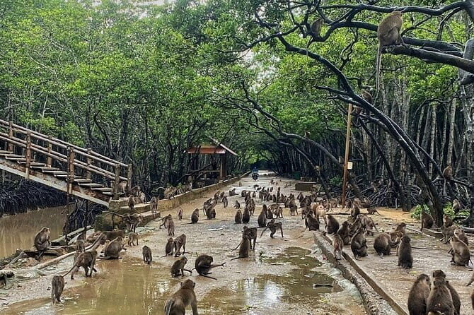 Can Gio Mangrove Forest Island Private Tour From Ho Chi Minh City - An Authentic Day in the Mangroves