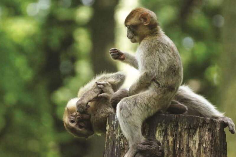 Can Gio: Monkey Island, Guerilla Camp, Mangrove Forest - Authenticity and Experience Quality