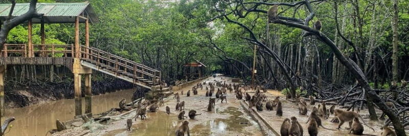 Can Gio UNESCO Biosphere, Monkey Island Private Day Tour - A Closer Look at the Itinerary and What You Can Expect