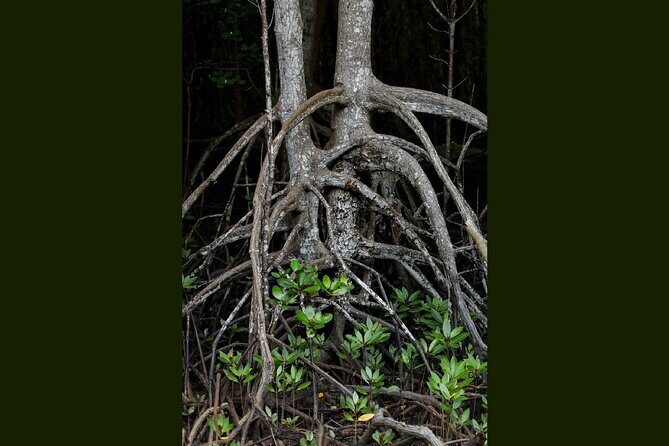 Can Gio Wildlife & Culture Experience Scenic Boat Tour - The Sum Up