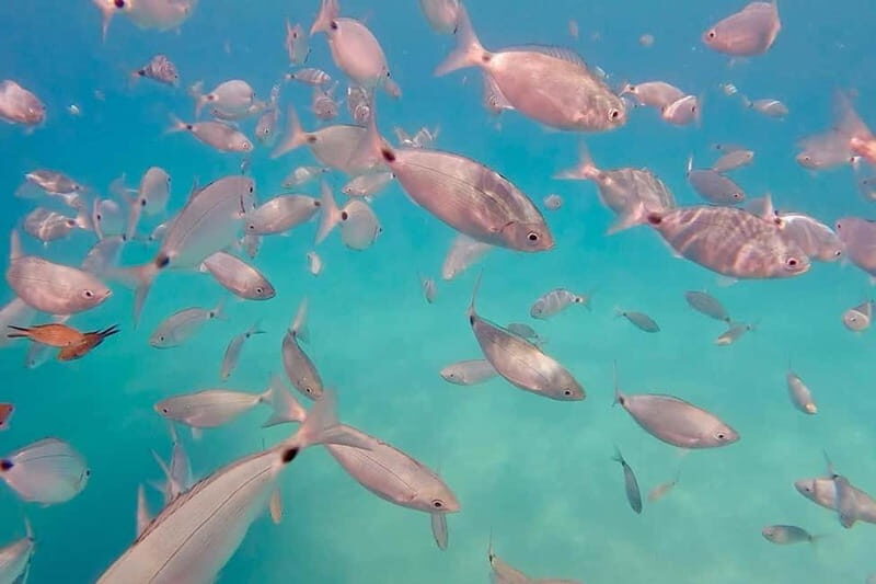 Can Picafort: 3h Sea Ride  Snorkeling & Swimming Fun - Key Points