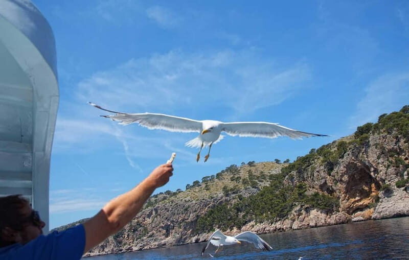 Can Picafort: Boat trips along the north coast of Mallorca - Key Points