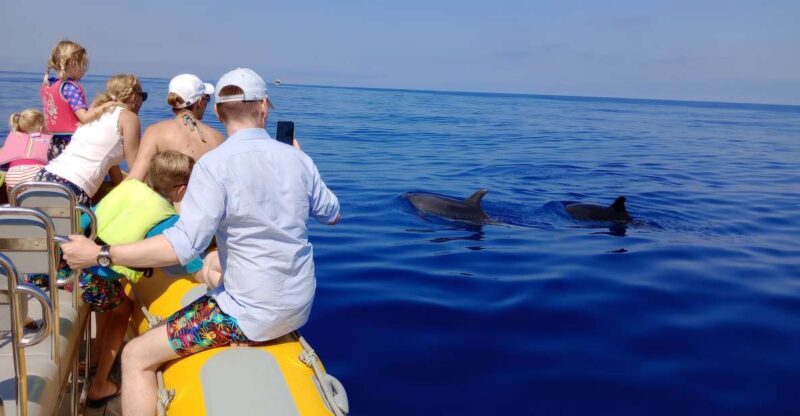 Can Picafort: Dolphin Watching Boat Tour, Swimming stop - Wildlife Spotting: The Dolphin Highlight