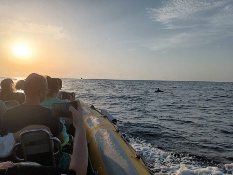 Can Picafort: Dolphin Watching Boat Tour, Swimming stop - Visits to Caves and Coveted Swimming Spots