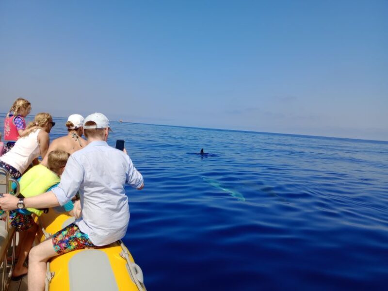 Can Picafort: Dolphin Watching Boat Tour with Swimming - Final Thoughts