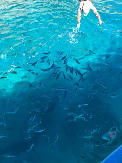 Can Picafort or Alcudia: Private boat dolphin watching - Key Points