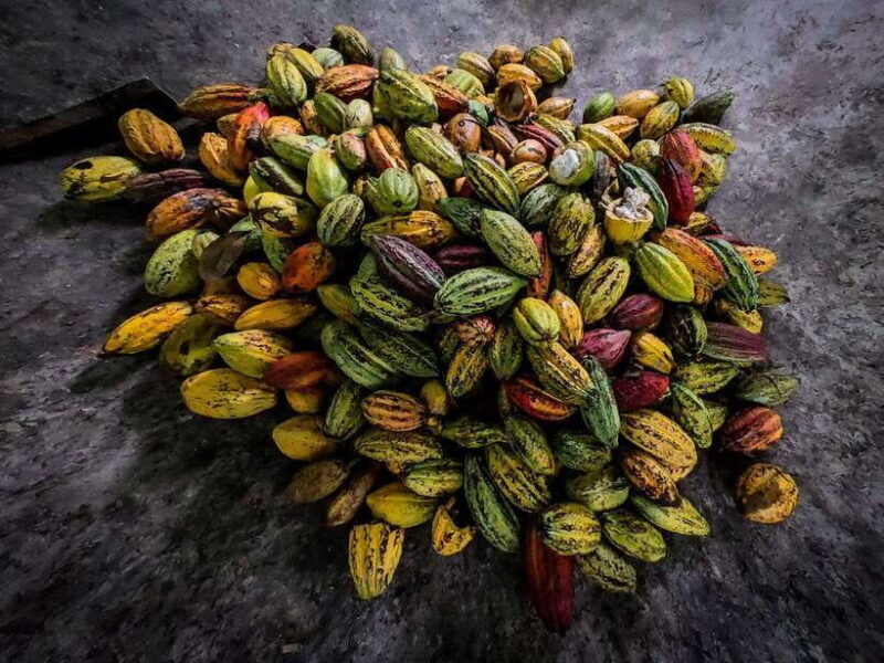 Can Tho: Floating Market & Cycling & Cacao Farm & Rice Field - An In-Depth Look at the Tour Experience