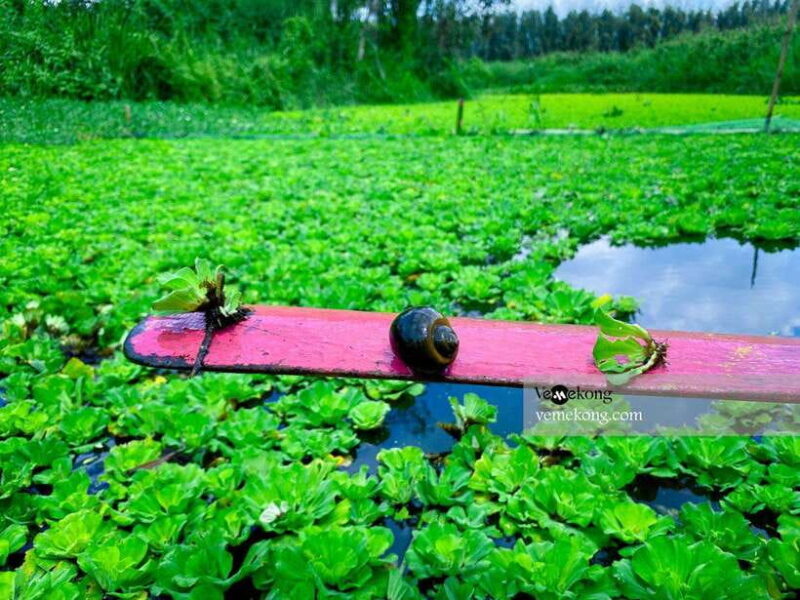 Can Tho: Lung Ngoc Hoang Forest Nature Reserve Half-Day Tour - Key Points