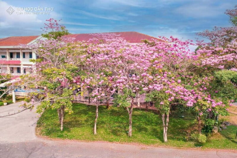 Can Tho: University Tour with Tasting & Sightseeing in CT - The Cultural Flavor: Local Food Street & Final Thoughts