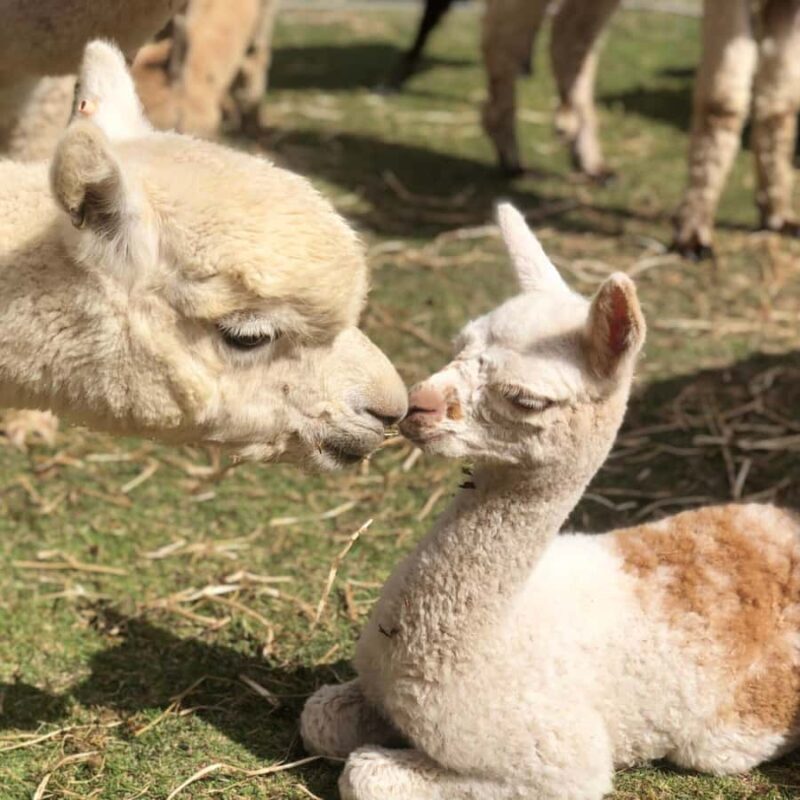 Canberra: Alpaca Adventure Farm Tour (morning tea included) - Final Thoughts