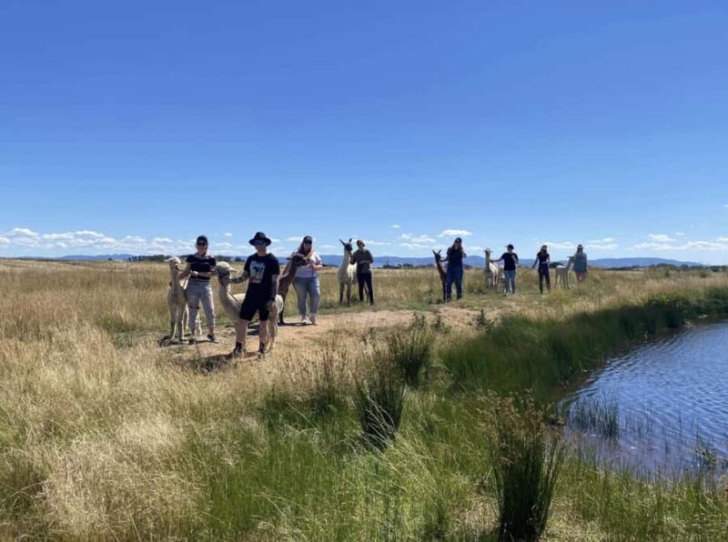 Canberra: Alpaca Adventure Farm Tour (morning tea included) - FAQ