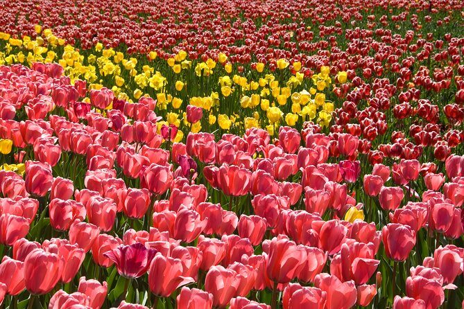 Canberra Day Trip from Sydney - Who Will Appreciate This Tour?