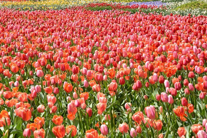 Canberra Floriade Tour - Key Points