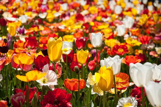 Canberra Floriade Tour - What’s Included and What’s Not