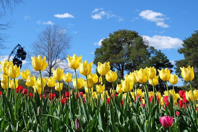 Canberra Floriade Tour - Final Thoughts: Is This Tour for You?