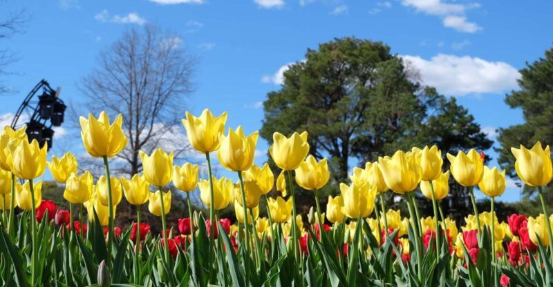 Canberra: Guided Tour of Floriade Festival with Transfers - Practicalities and Considerations