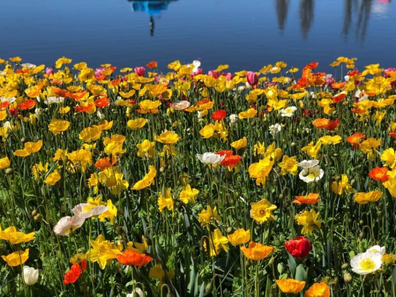 Canberra: Guided Tour of Floriade Festival with Transfers - Final Thoughts: Worthwhile for Floral Enthusiasts