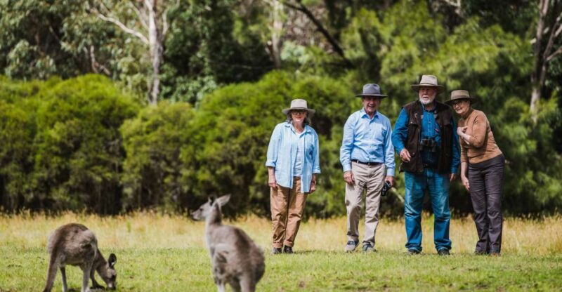 Canberra: Kangaroos and Koala Experience Tour - Canberra: Kangaroos and Koala Experience Tour — A Genuine Wildlife Escape Close to the Capital
