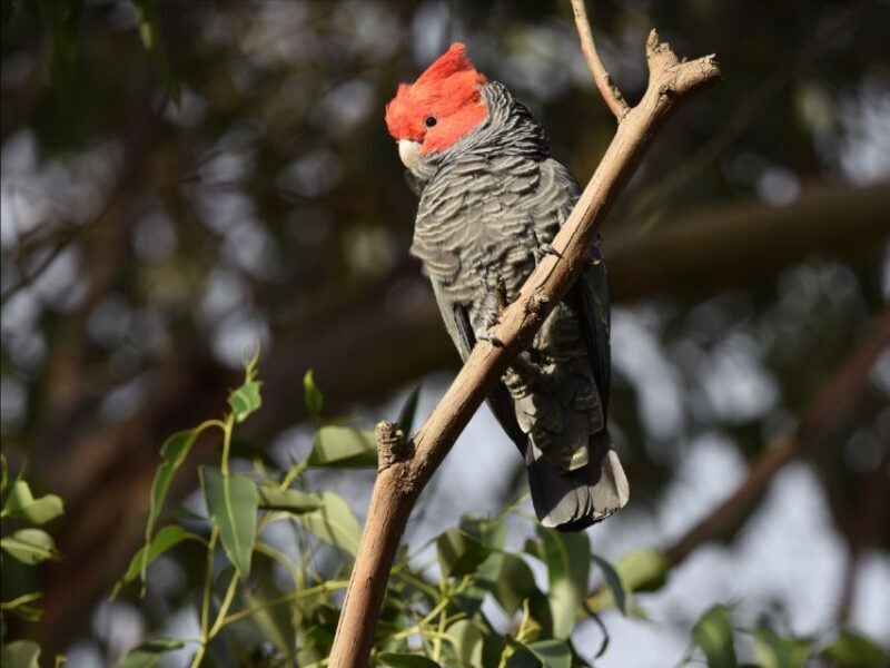 Canberra: Kangaroos and Koala Experience Tour - Is It Worth the Price?