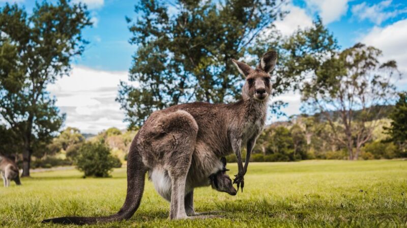 Canberra: Kangaroos and Koala Experience Tour - Final Thoughts: Who Will Love This Tour?