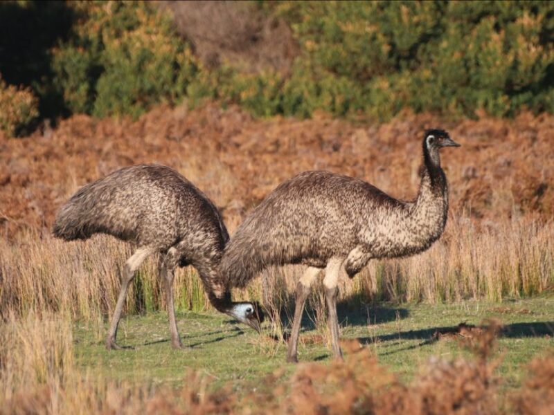 Canberra: Kangaroos and Koala Experience Tour - FAQ