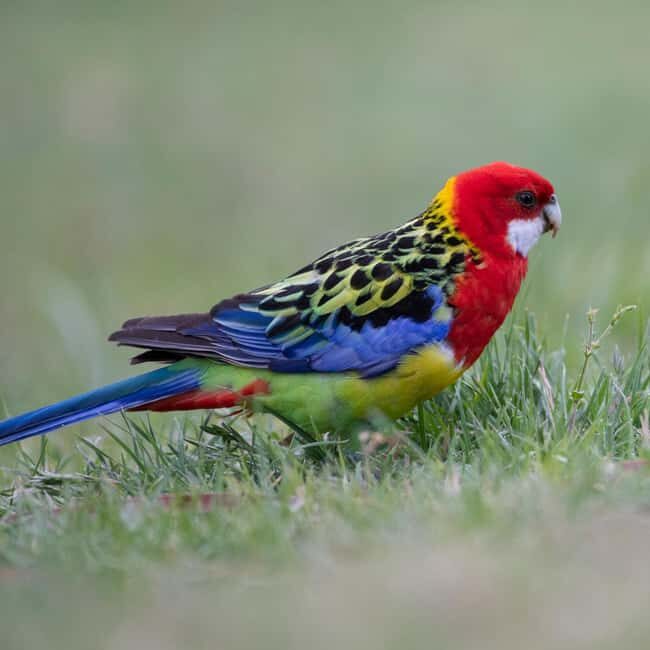 Canberra: Nature Tour with Lunch - Why Choose This Nature Tour?