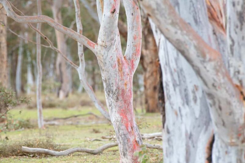 Canberra: Nature Tour with Lunch - What About Comfort and Practical Tips?