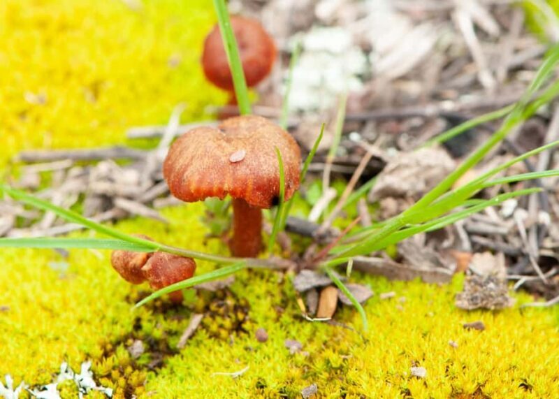 Canberra: Nature Tour with Lunch - Is It Good Value?