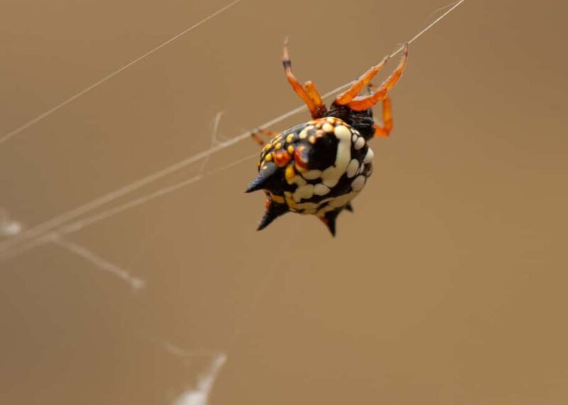 Canberra: Nature Tour with Lunch - Final Thoughts