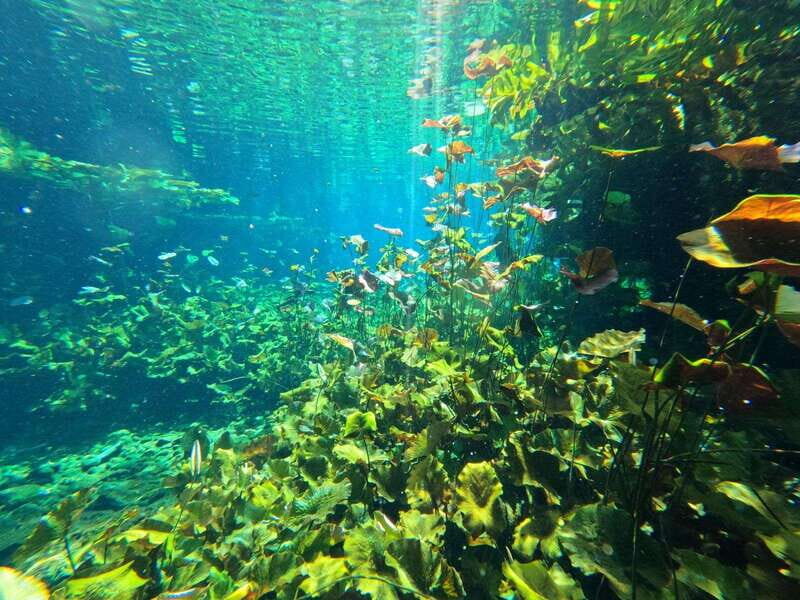 Cancun 2 Cenote Dives: The Pit + Nicte Ha - Certified Divers - An In-Depth Look at This Cenote Tour