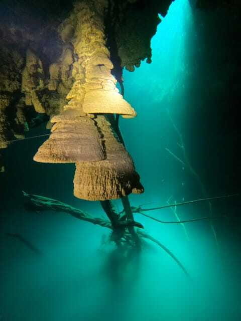 Cancun: 2 Dives in Cenotes Ki Ha + Zapote - Certified Divers - Timing, Group Size, and Flexibility