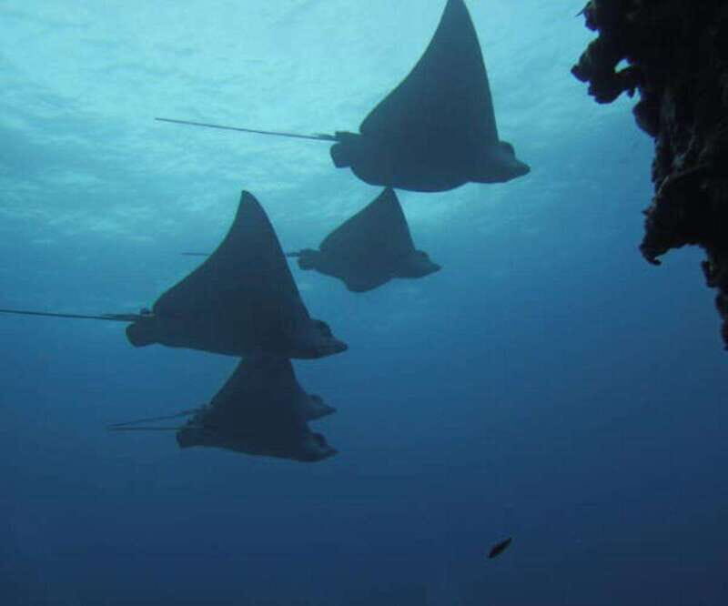 Cancun 2 Dives Shipwreck C55 or C58 & Reef -Certified Divers - An In-Depth Look at the Cancun Shipwreck & Reef Tour