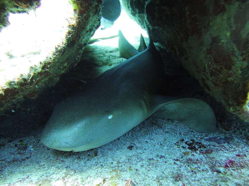 Cancun: 2 Reef Dives at Punta Cancun for Certified Divers - Key Points