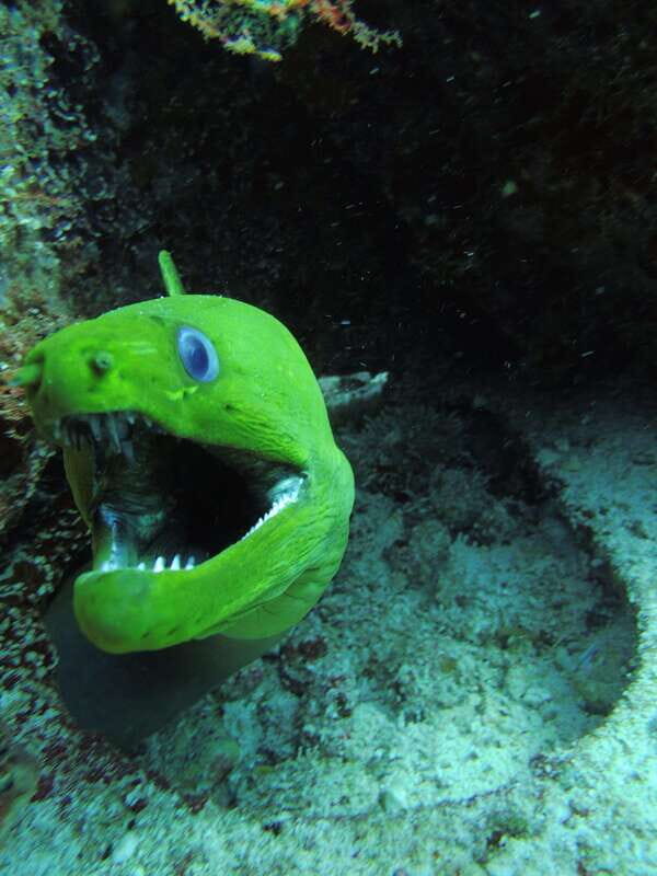 Cancun: 2 Reef Dives at Punta Cancun for Certified Divers - Whats Special About the Punta Cancun Reefs?